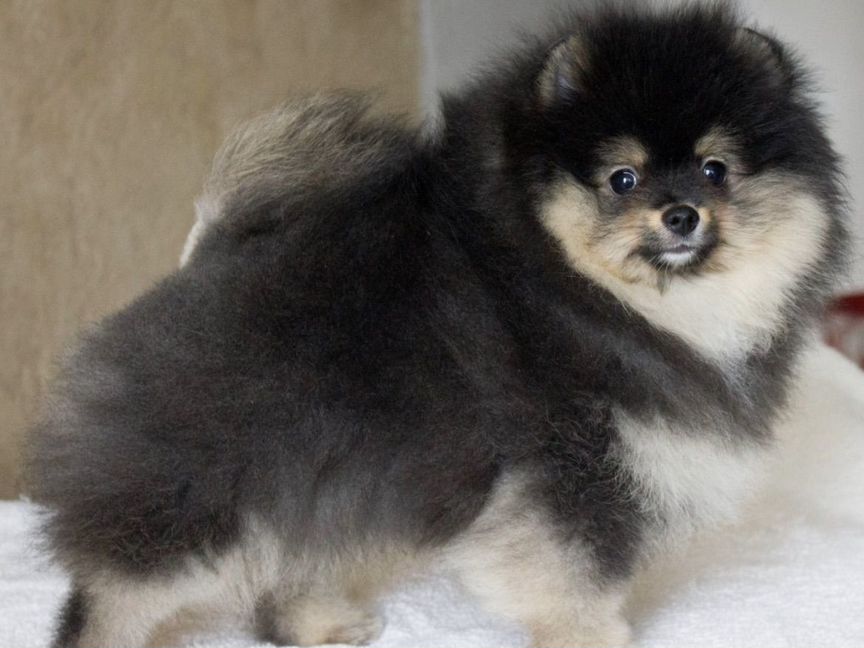 Мини шпиц мальчика