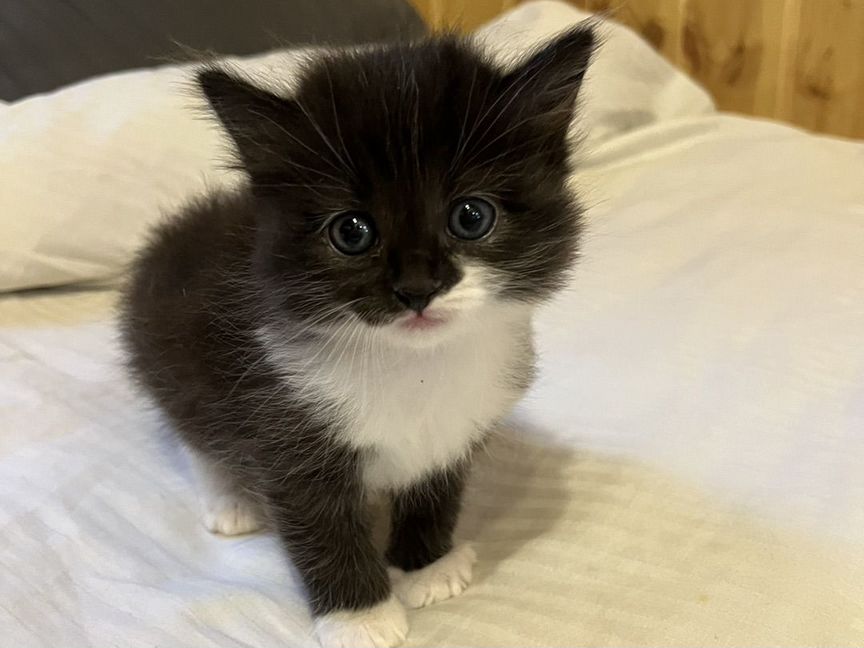 Кошки в добрые руки бесплатно