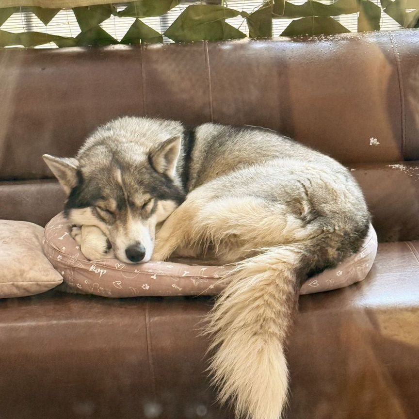 Пушистая милая хаски в добрые руки