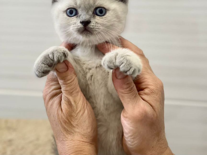 Кошки