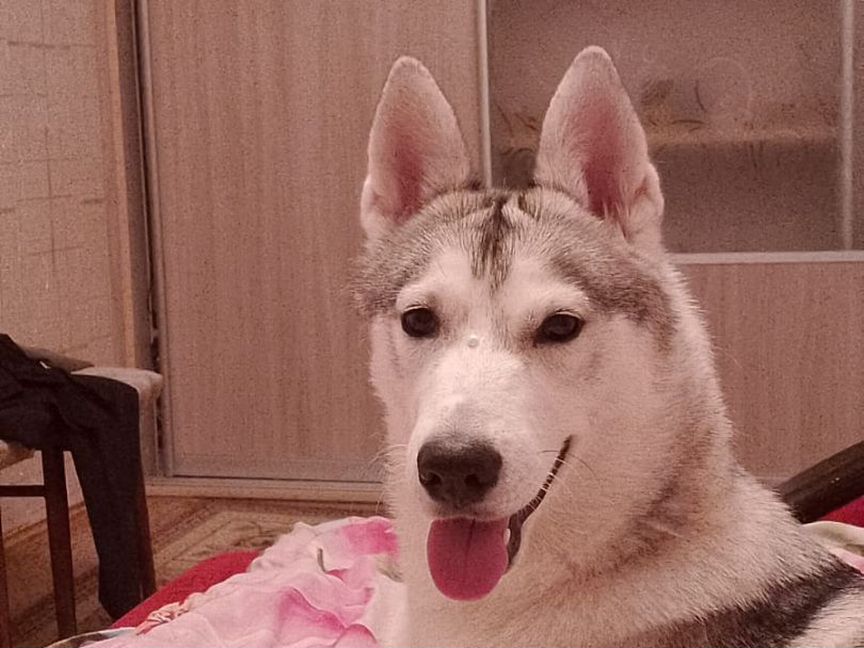 Сибирский хаски