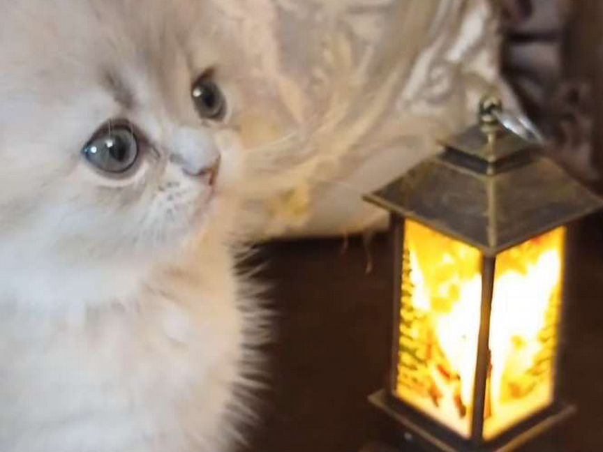 Котик ау 11 милашка