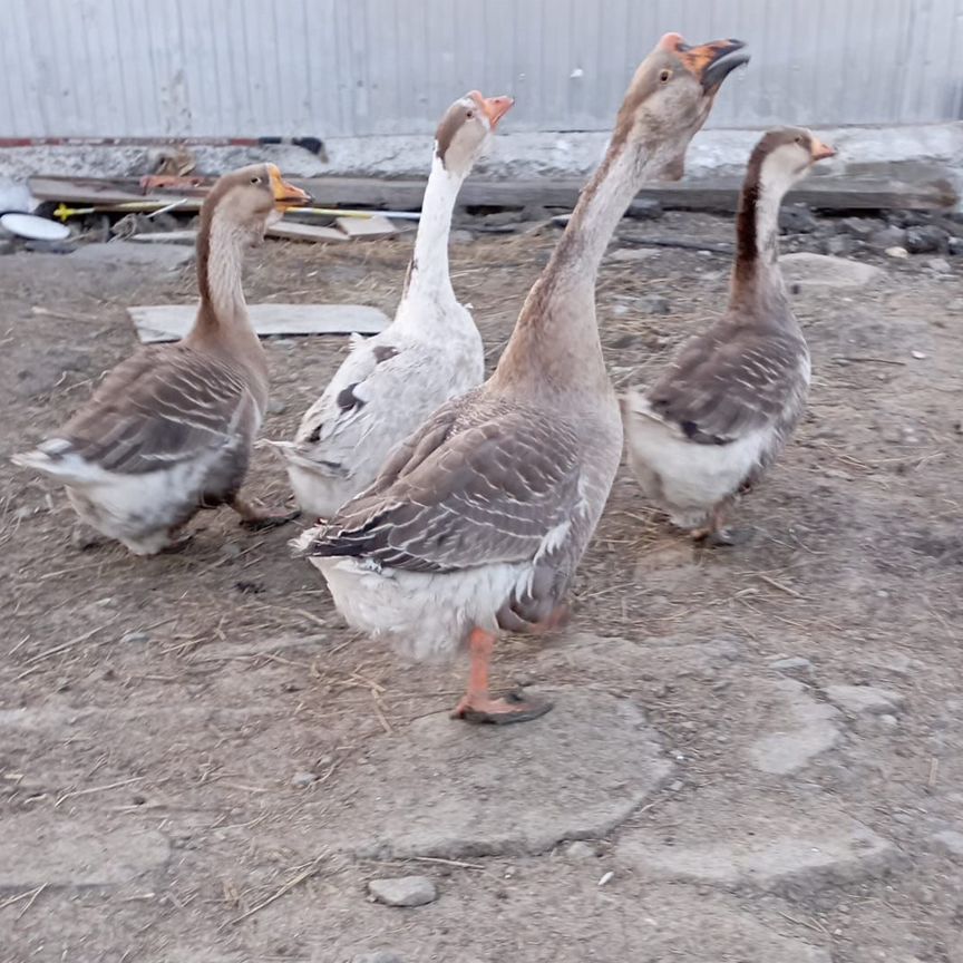 Холмогорские гуси