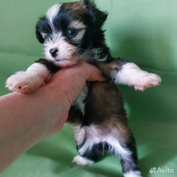 Мини пуховочка