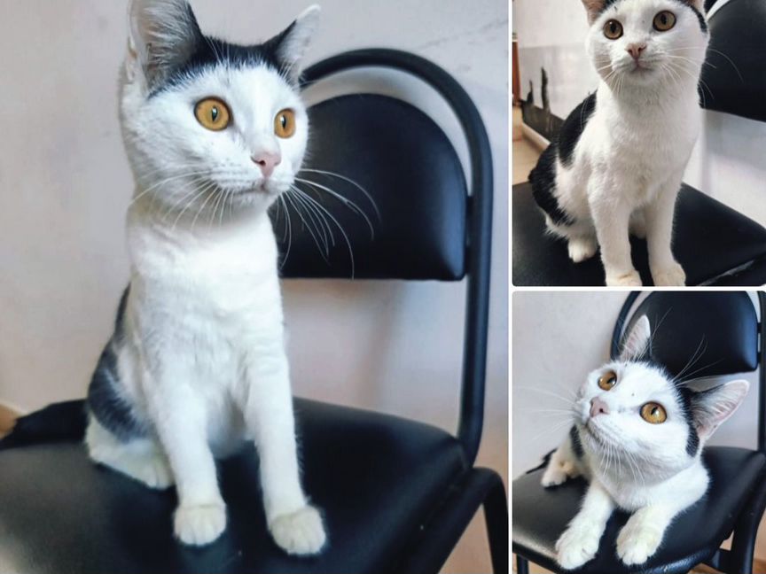 Милая киса ждёт своего человека