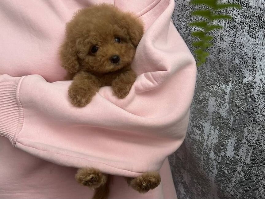 Тикап Тедди мишка девочка