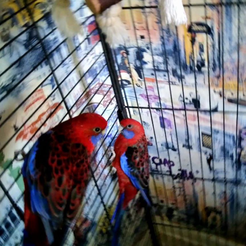 Пенантовые розеллы