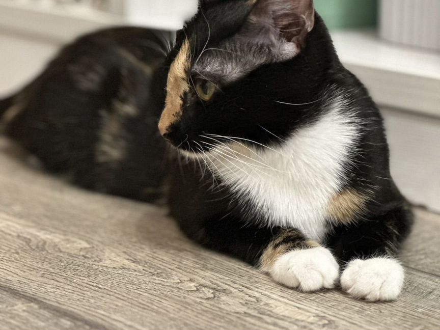 Зефирка 6 месяцев ищет дом