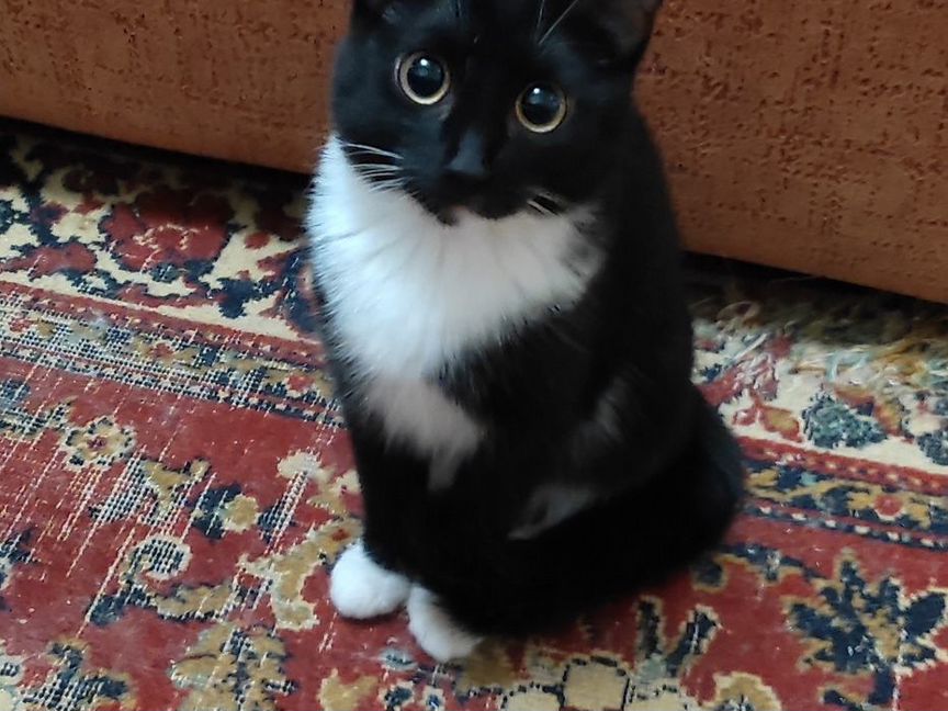 Котята