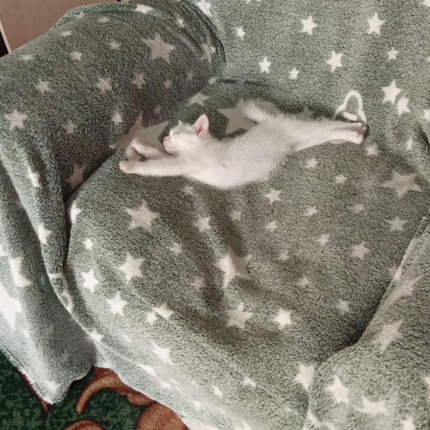 Котёнок в добрые руки