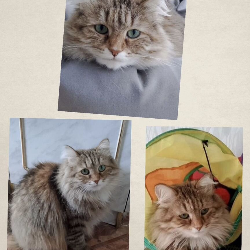 Роскошная кошка компаньон