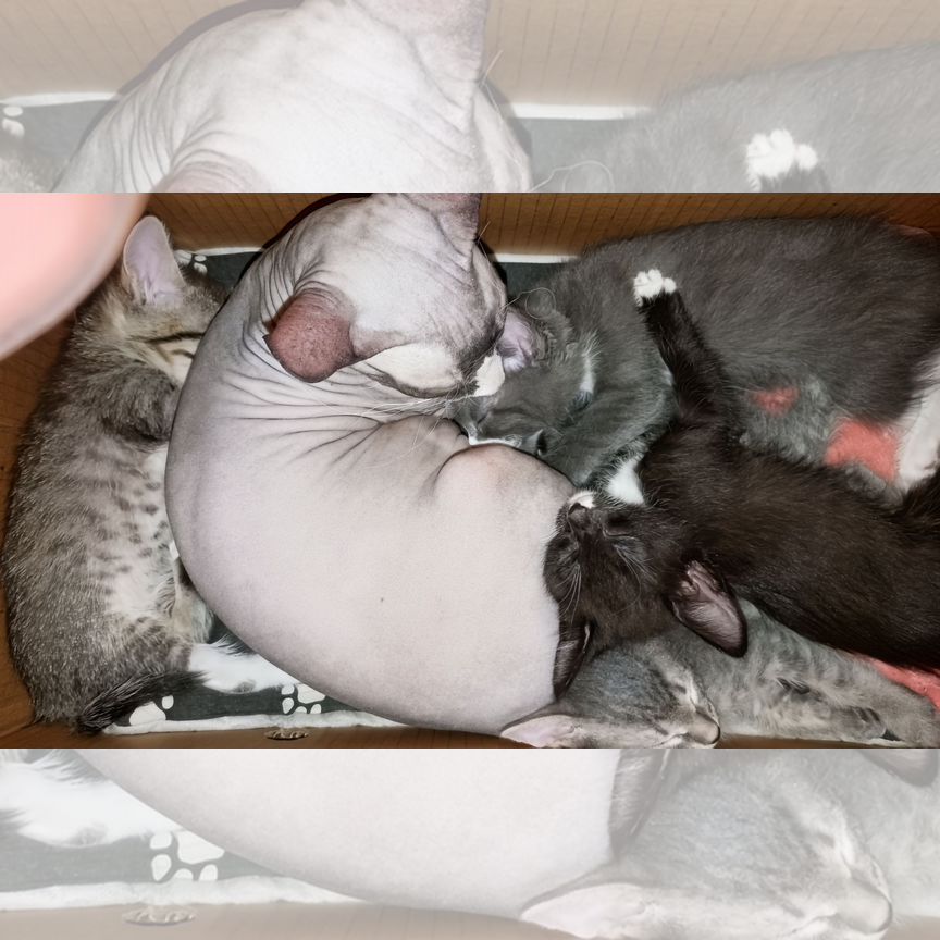 Канадский сфинкс котёнок