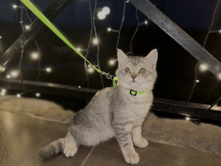 Шатланская кошка