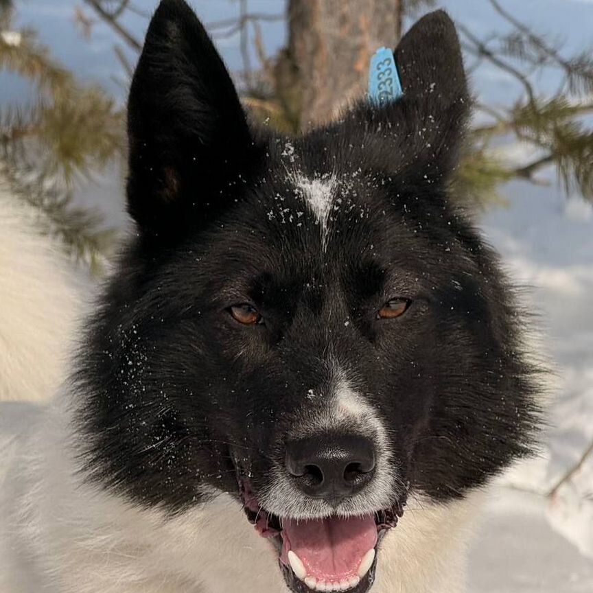 Восточносибирская лайка, щенок