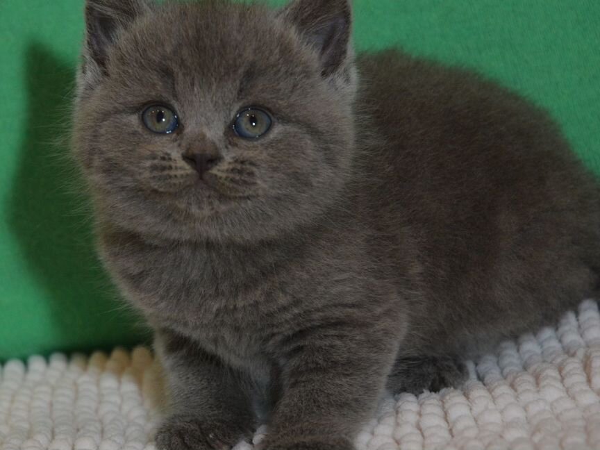 Голубая британочка