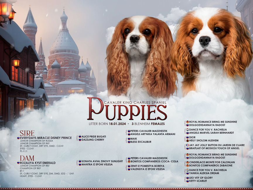 Щеночки кавалерчики