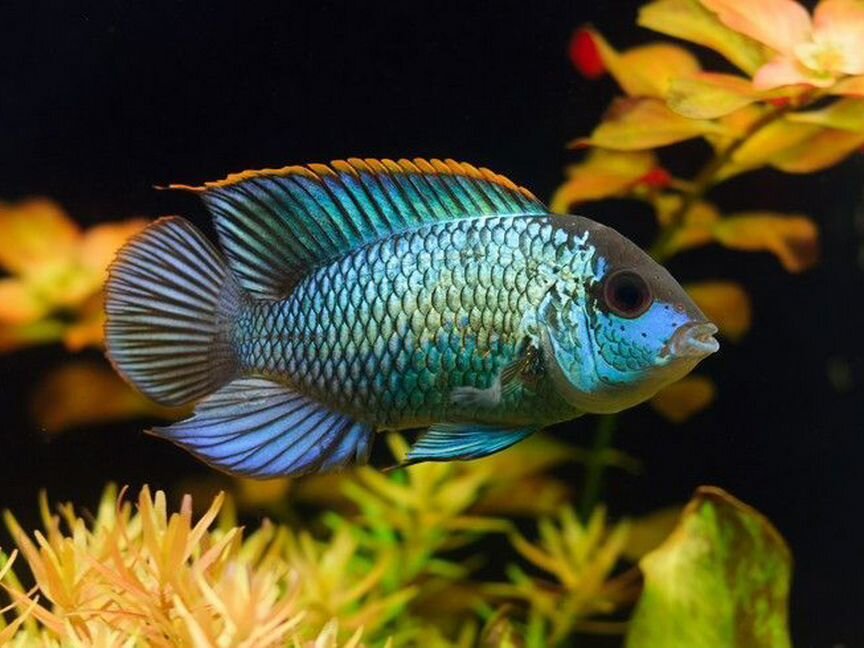 Взрослая пара Наннакара неоновая