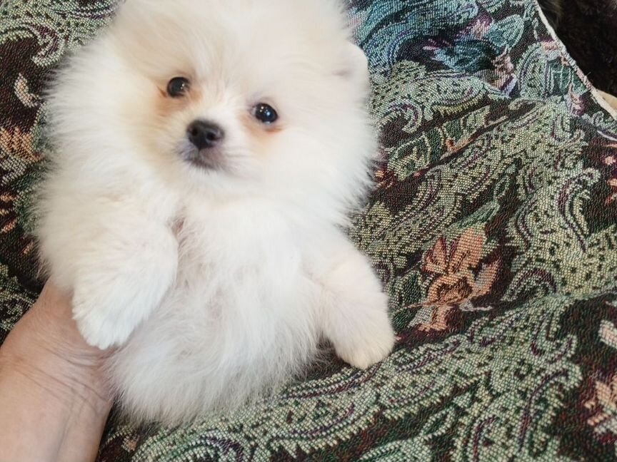 Белый померанский шпиц