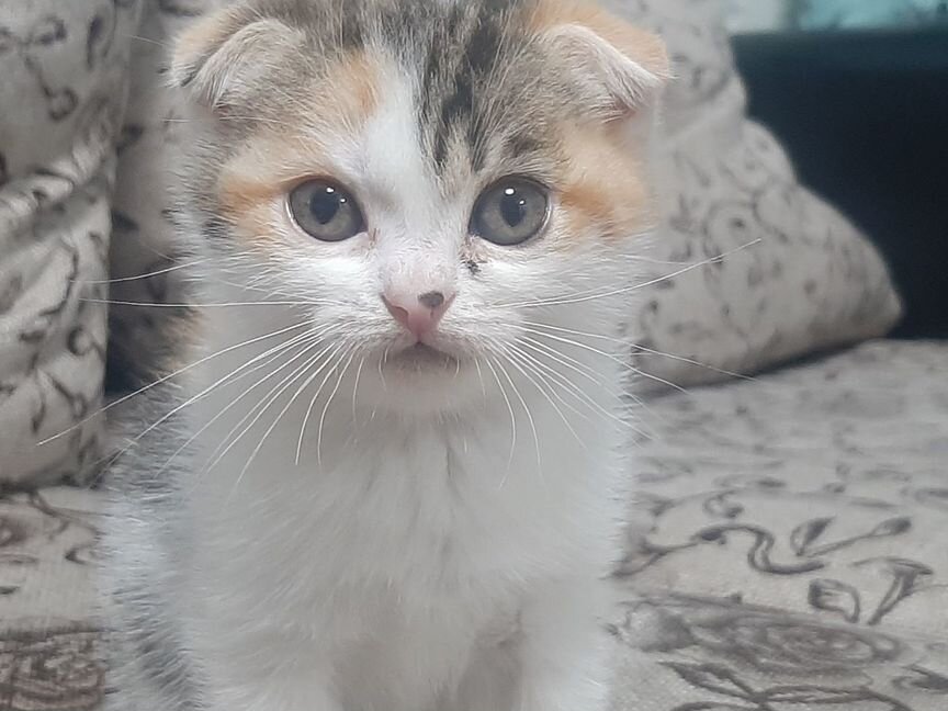 Продам котят от вислоухой кошки