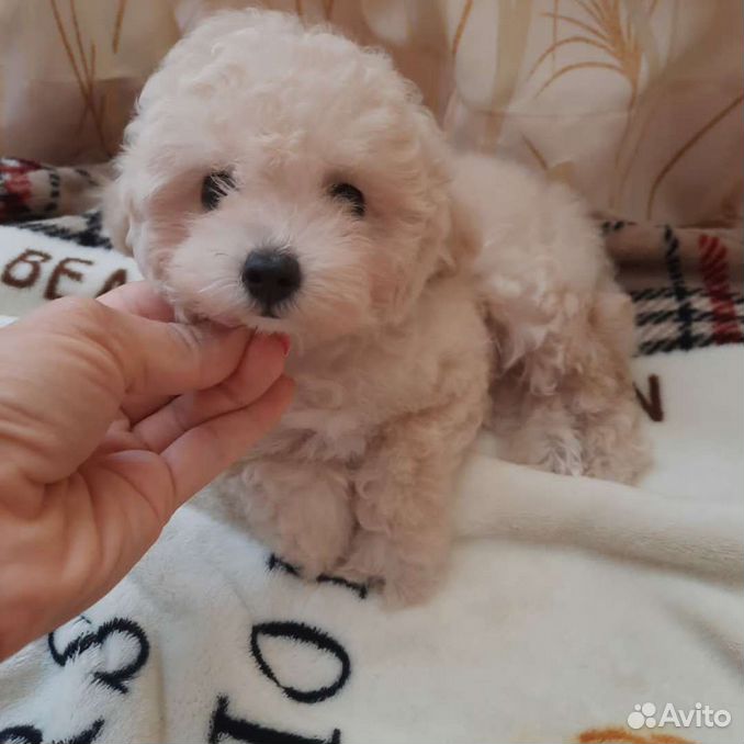 Самые красивые мальтипу у нас, micro и mini