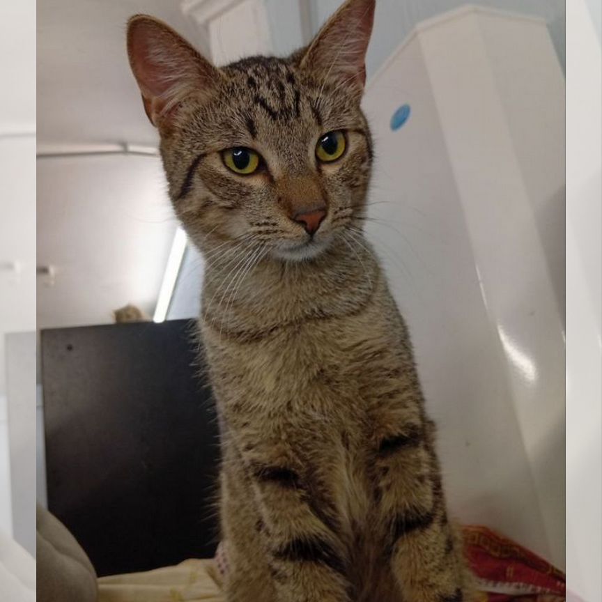 Взрослый кот в добрые руки