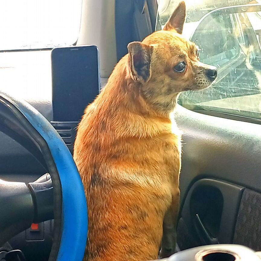 Чихуахуа, взрослая собака