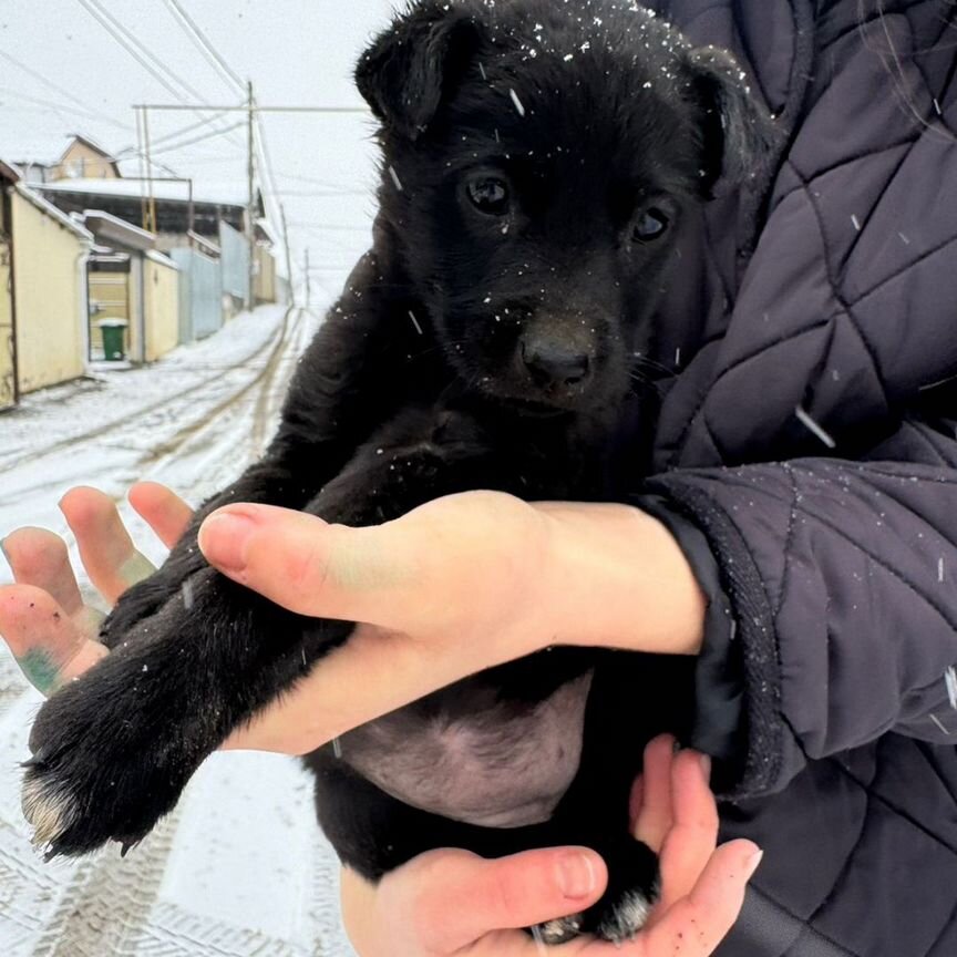 Щенок в добрые руки бесплатно