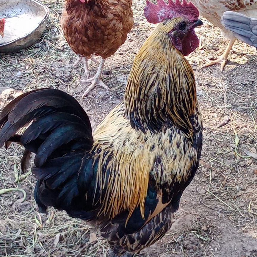 Молодые петухи