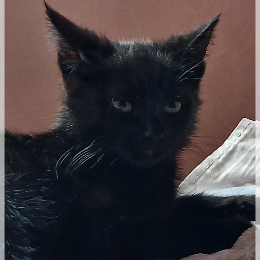 Котёнок