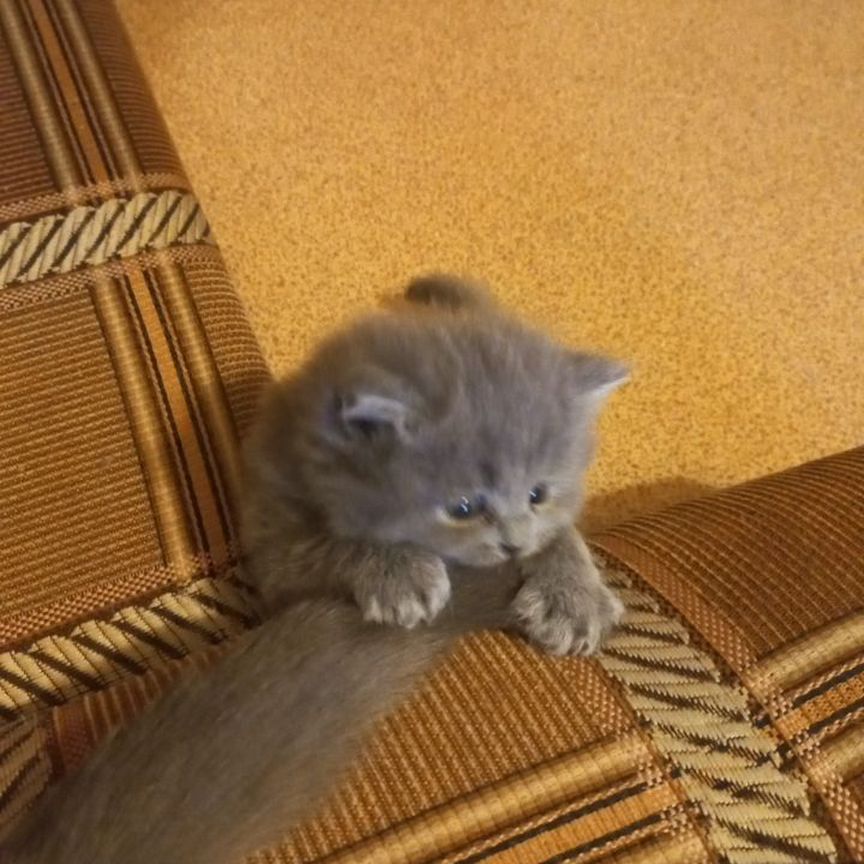 Британские котята