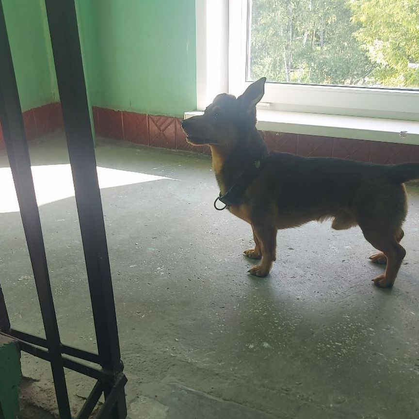 Найдена собака, Балабаново, 1 городок