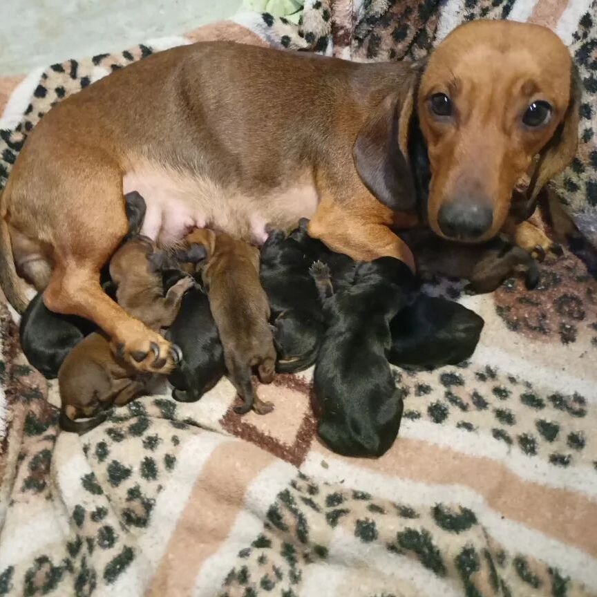 Карликовая такса, щенок