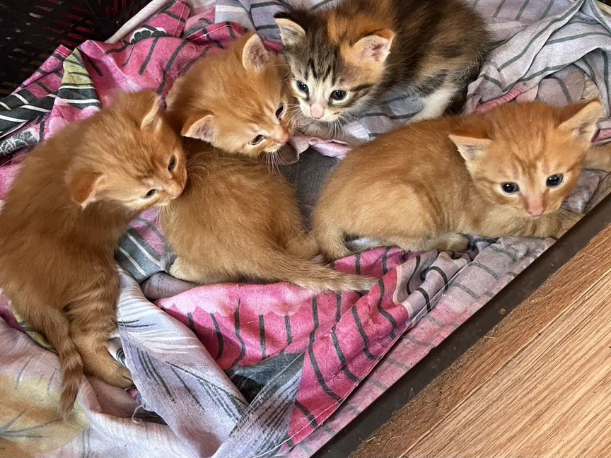 Котята в добрые руки