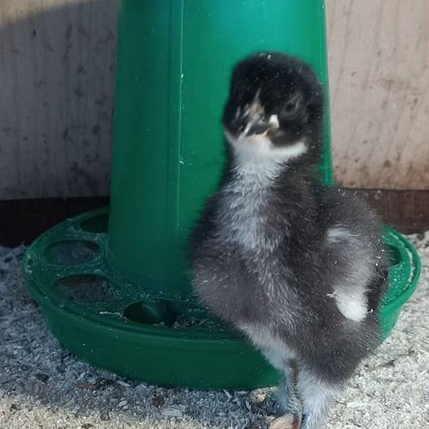 Цыплята Марана Чёрно-медного