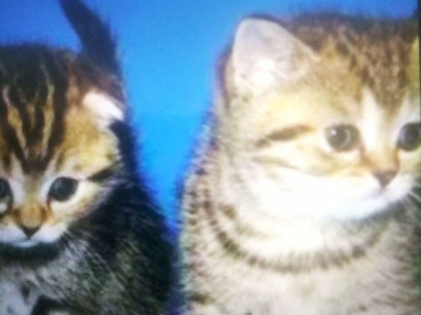 Шотландская