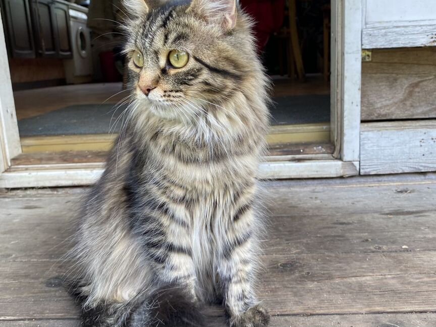 Сибирские котята