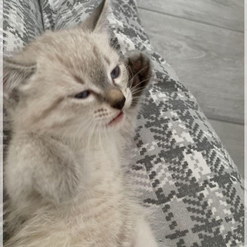 Котенок