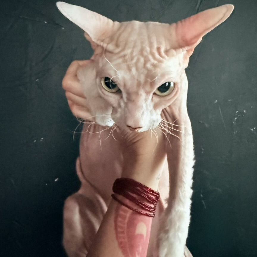 Одаю кошек