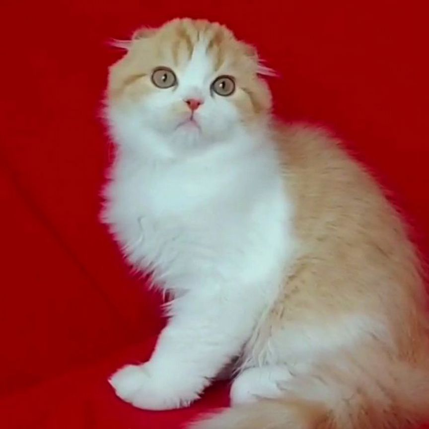 Рыжий котенок мальчик