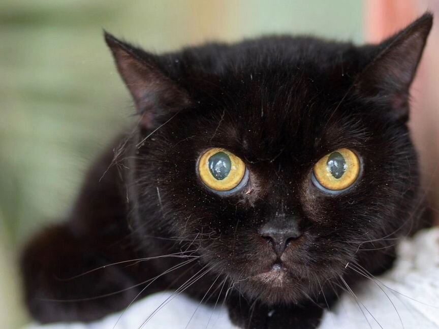 Багира - юная британка ищет заботливые руки