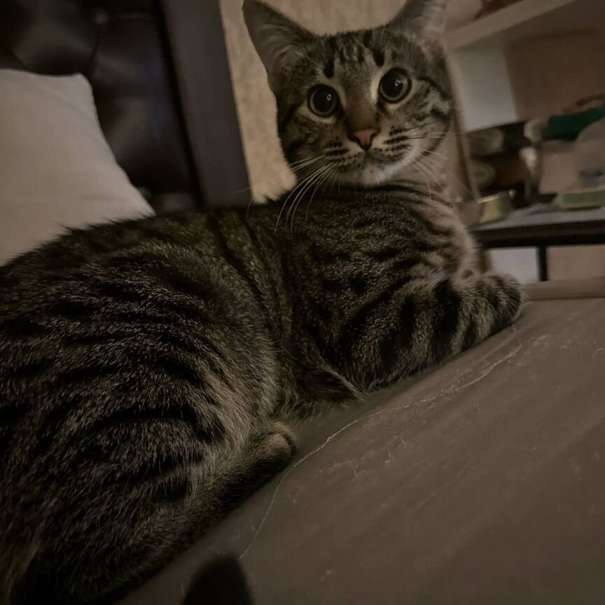 Отдам кота в добрые руки