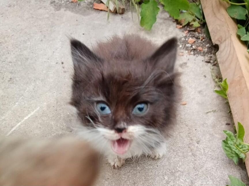 Котенок мальчик