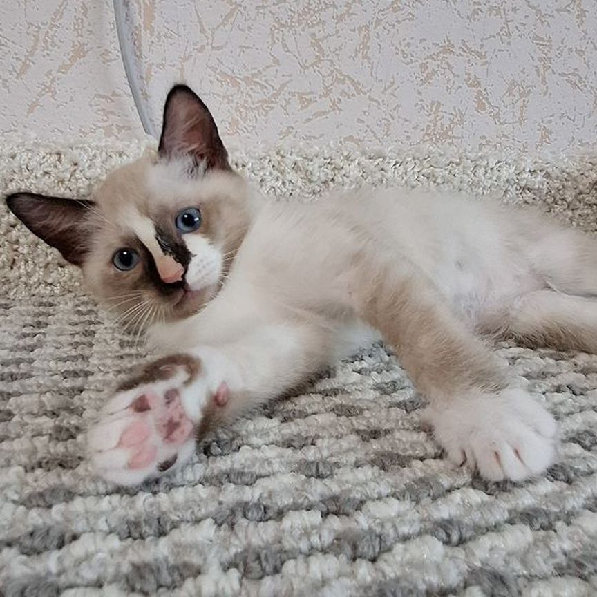 Сноу-Шу котёнок