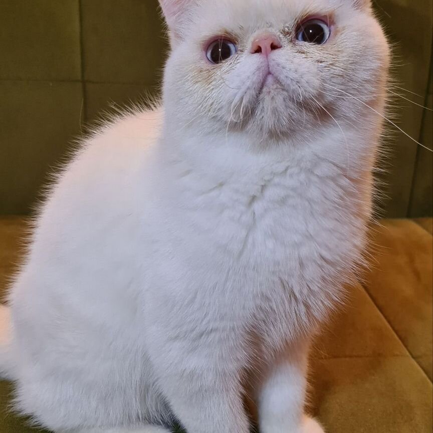 Ласковый котик экзот 6.5 месяцев