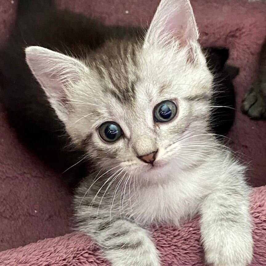 Девочка-нежнятина