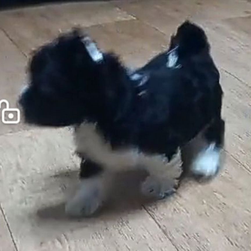 Красота цветного йорка