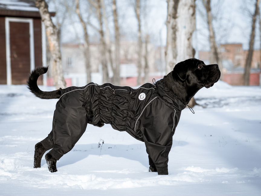 Одежда для собак индивидуального пошива