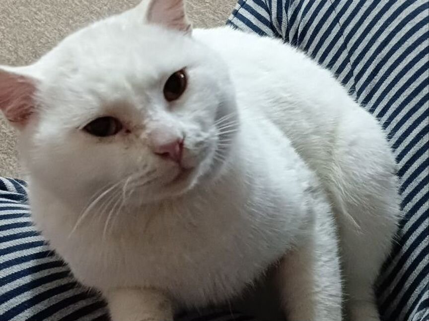 Кот метис Као Мани