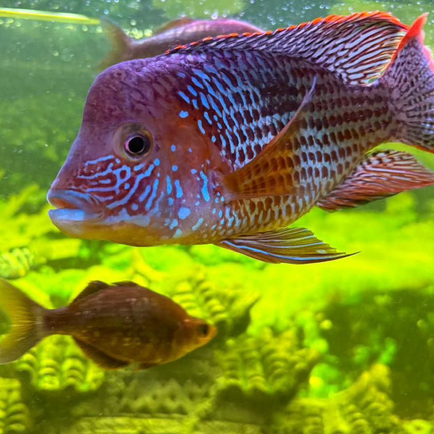 Аквариумные рыбки