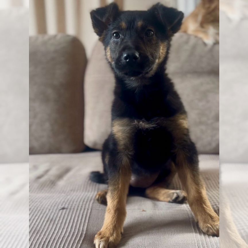 Щенок в добрые руки